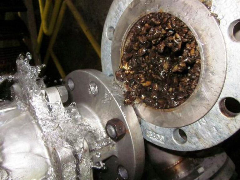 Austin Water Reaches Milestone In Management Of Zebra Mussels ...